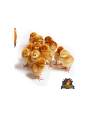 DAY OLD CHICKS